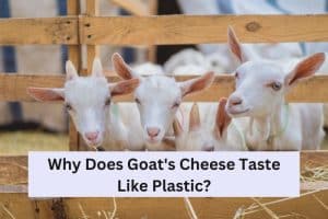 Don’t Let Your Love for Goat’s Cheese Be Ruined by the Plastic Flavor ...